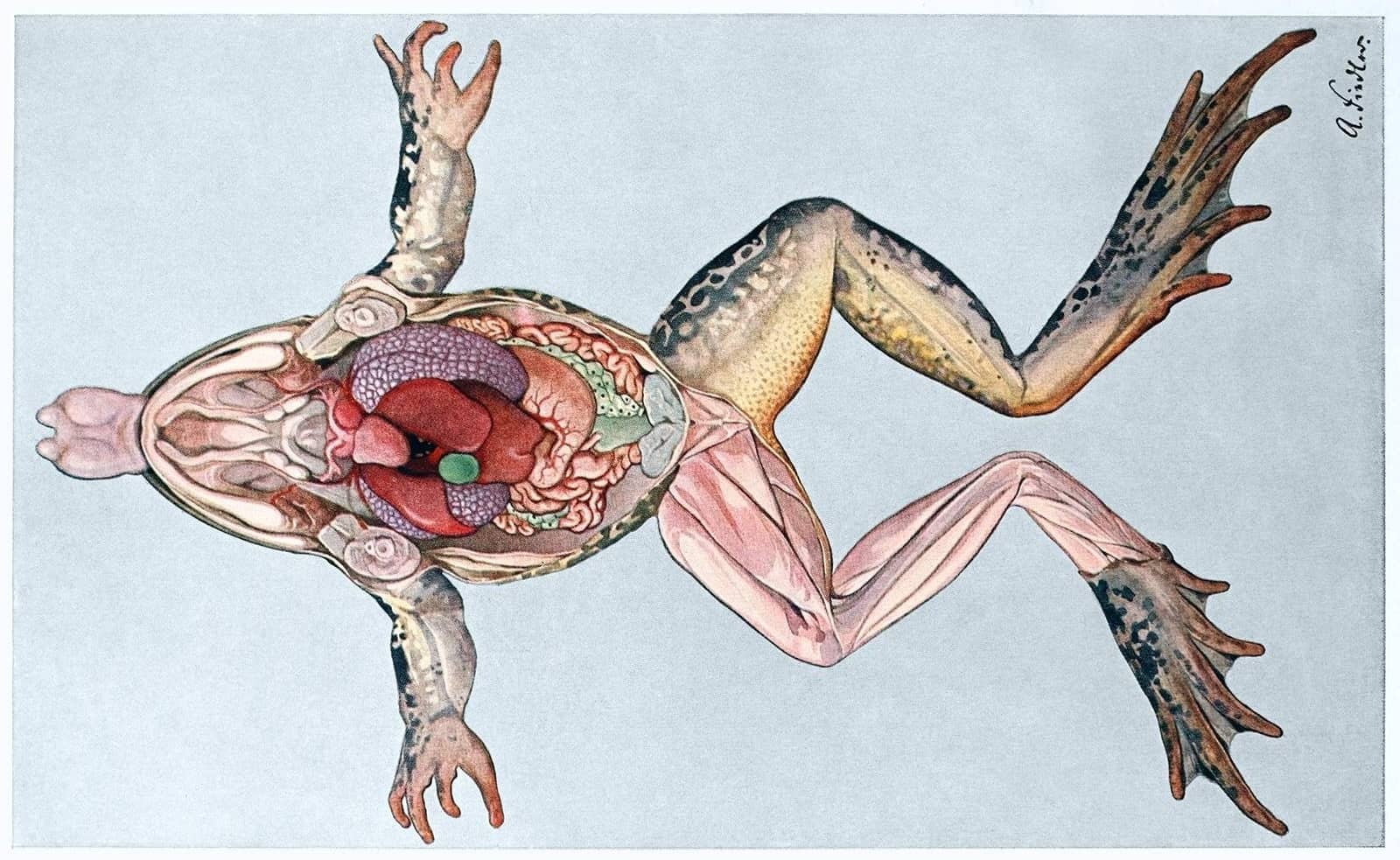 Anatomy & Physiology Live – My Compass Classroom